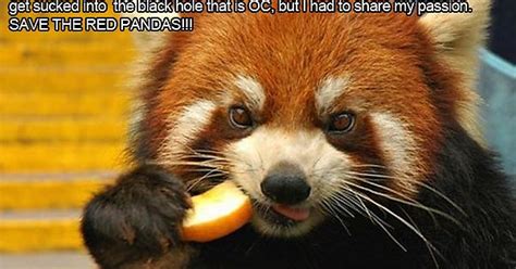 Here Imgur Heres A Story Of Red Pandas Album On Imgur