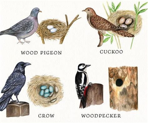 Bird Nest Identification Chart Spot And Identify Bird Nests Easily Bird Nest Backyard Birds