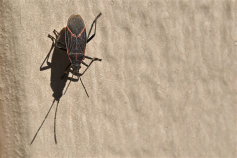 What Is The Life Cycle Of A Boxelder Bug Birch Fumigators