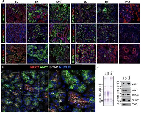 Anti Muc7 [eu Muc7] Monoclonal Antibodies Ximbio