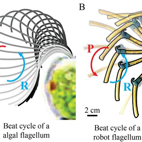 Breaking Time Reversal Symmetry With A Hinged Two Link Bio Inspired Download Scientific Diagram