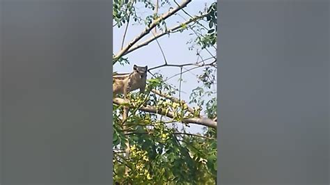 Kuddus Kuddustrending Viral Youtubeshorts Shorts Youtube