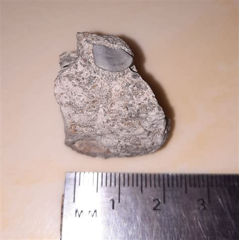 Deltodus Toothplate Member Collections The Fossil Forum