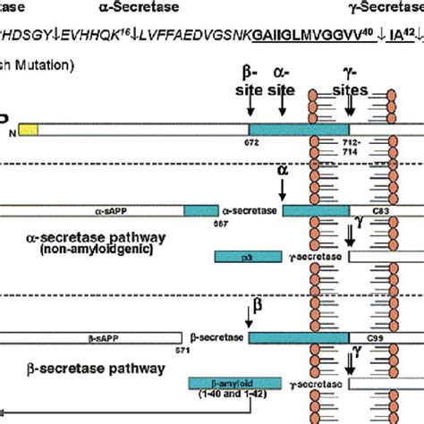 Schematic Overview Of App Processing The Top Panel Shows The App Download Scientific Diagram