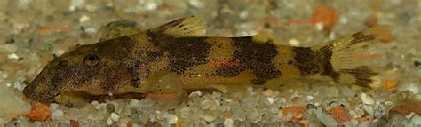 Chiloglanis Occidentalis Хилогланис оциденталис ВСЕ О ПРЕСНОВОДНЫХ РЫБАХ