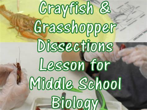 Crayfish Dissection Male