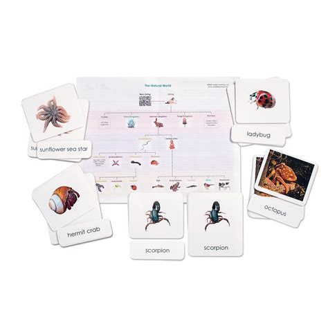 Invertebrates Classification Starter Set Montessori Services
