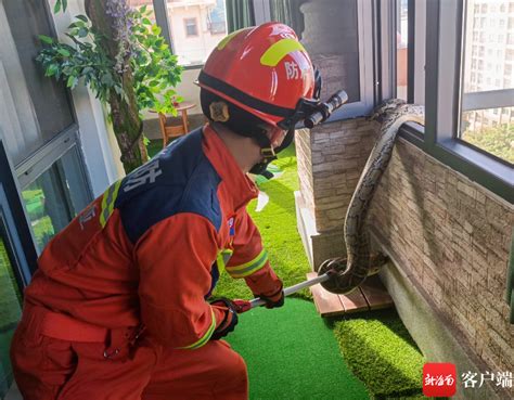 三亚一住宅10楼居民窗台惊现30多斤蟒蛇 蟒蛇科普