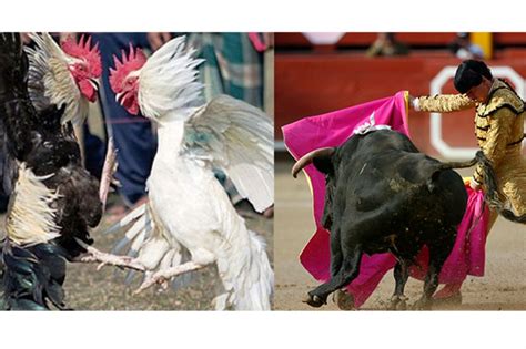 Tribunal Constitucional Se Mantienen Corridas De Toros Y Peleas De Gallos