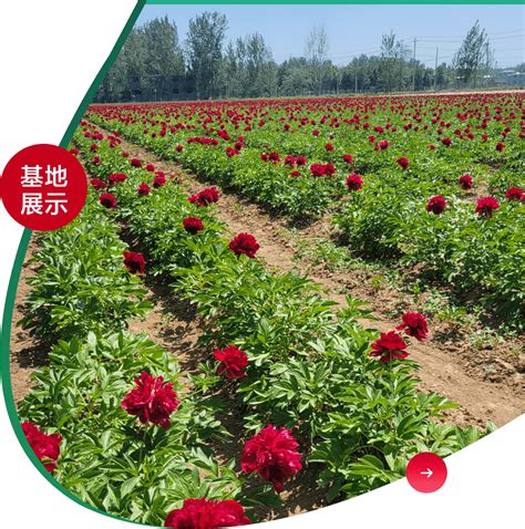 菏泽芳华园艺花卉有限公司 芍药苗 早期芍药 中期芍药 晚期芍药