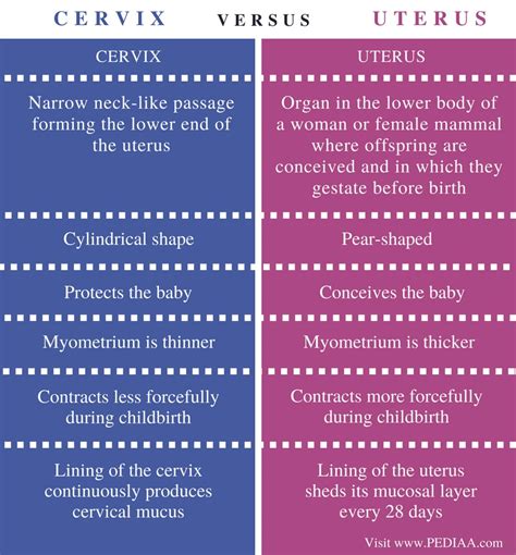 Difference Between Cervix And Uterus Pediaa Com