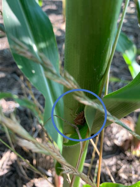 Stink Bug Scouting Guide For Field Corn In The Southeastern Us Nc State Extension