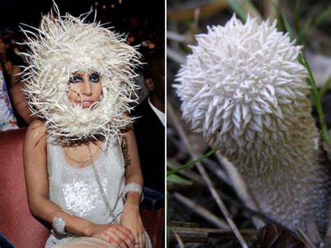 Mushrooms That Look Like Lady Gaga Design You Trust — Design Daily