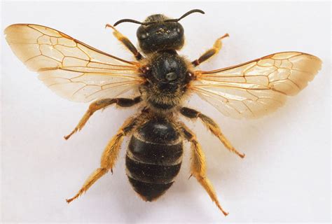 Natures Deadliest Insect Bites Mirror Online