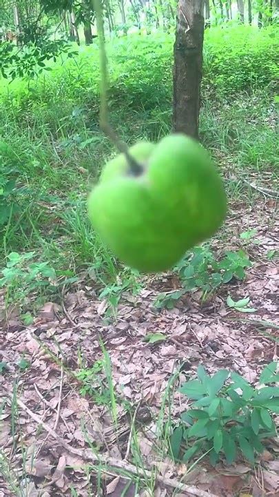 ចំការ កៅស៊ូ ជ្រោះ ដំបង ទំនប់ ម្លេច ខេត្ត កំពត Youtube