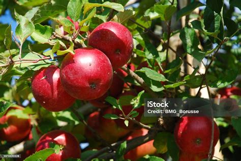 사우스 티 롤 이탈리아에서 사과 나무에 붉은 갈라 사과의 무리 가을에 대한 스톡 사진 및 기타 이미지 가을 건강한 생활방식 건강한 식생활 Istock