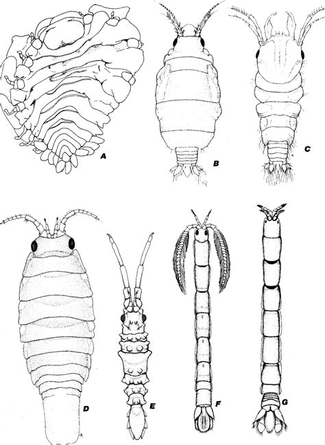 Figure 2 From A Phylogenetic Analysis Of The Isopoda With Some Classificatory Recommendations