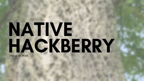 Tree Of The Week Native Hackberry