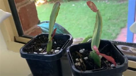 4 Ways To Propagate Easter Cactus