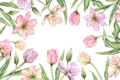 파스텔 핑크 라이트 튤립과 열린 새싹이 있는 직사각형 프레임 안녕하세요 봄 인사말 카드 손으로 그린 수채화 그림 섬세한 다년생 구근 꽃 결혼식 또는 초대장 템플릿 개화기에