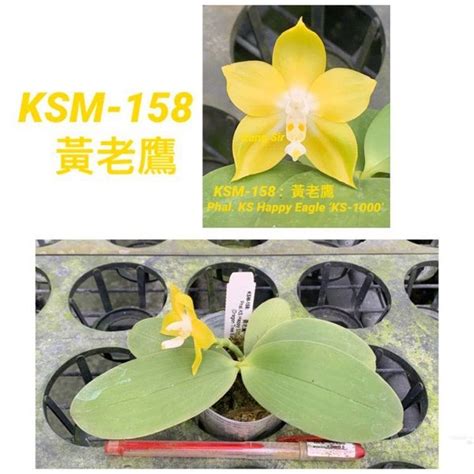 Phal Ks Happy Eagle Ks 1000 Orchibias