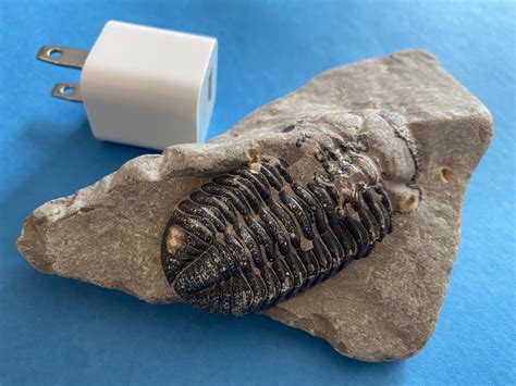 Found On The Shore In Northern Lake Michigan R Fossilid