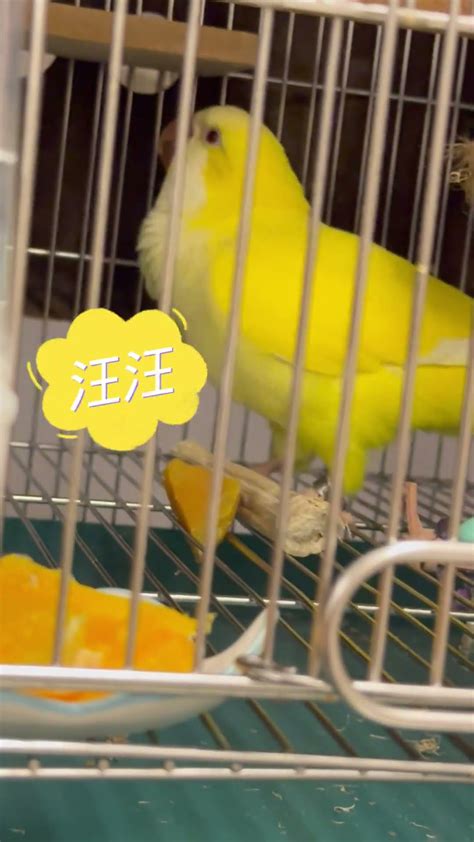 跟著和尚鸚鵡任信來唸~阿彌陀佛~ Beautifulbirds Youtube