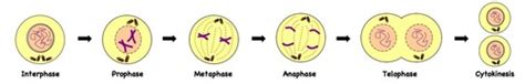 Cell Cycle Flashcards Quizlet