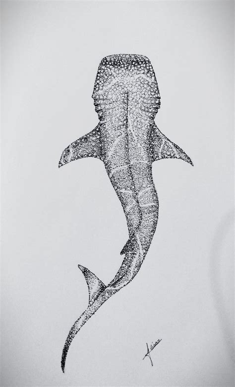 Whale Shark Sketch