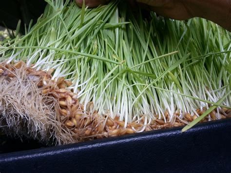 Manual Aluminum Eft Wg 6 Hydroponic Wheatgrass Machine Capacity 6 Kg