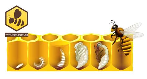 Pin On 001 Bees Lapbook Materials