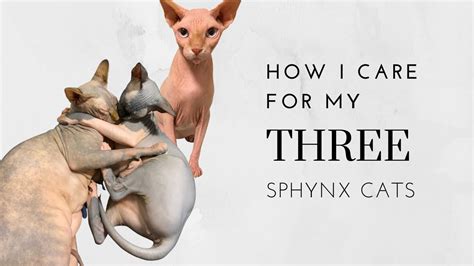 How I Care For My Three Sphynx Cats