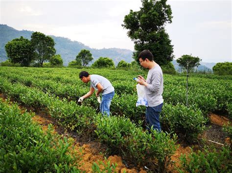 茶园双减项目主持单位专家到福建农业科学院茶叶所试验示范基地交流指导