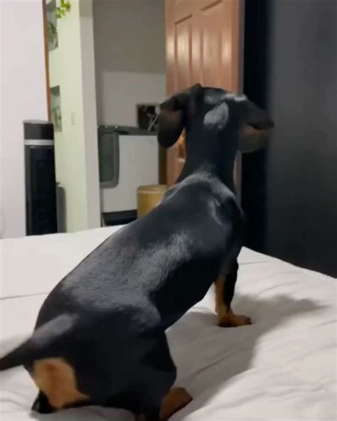 Dachshund Finds “just A Squad Of Tiny Dachshunds Causing Maximum Chaos And Cuteness 🐶💛