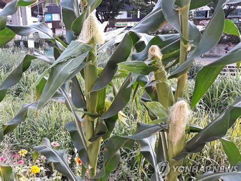 2027년 해외서 밀·콩 등 5개 품목 600만t 확보 나무뉴스