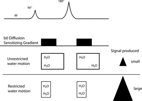 Application Of Water Motion Probing Diffusion Sensitizing Gradients