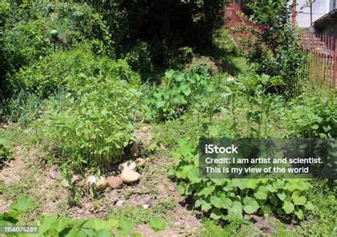 퍼머 컬처 원리를 이용한 원예 식물 호박 딜 나스투르티움 양파 시금치 해바라기 토마토 타게트 메리골드 양상추 및 기타 식물간의 시너지 효과 0명에 대한 스톡 사진 및 기타