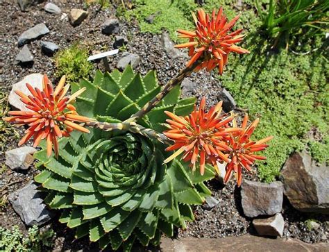 Aloe Polyphylla Spiral Aloe Plant