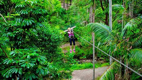 TreeTop Challenge Mt Tamborine Scenic Rim