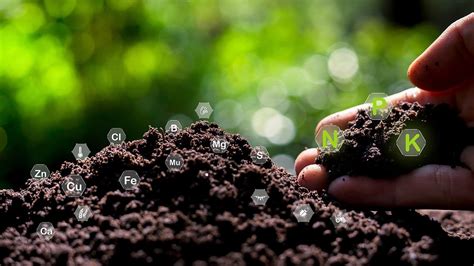 Unlock The Secrets Of Your Soil The Importance Of Soil Testing For Your Garden