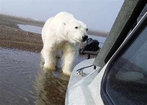 [알래스카를 가다] 2~3m 앞에 북극곰 등줄기에 식은 땀이