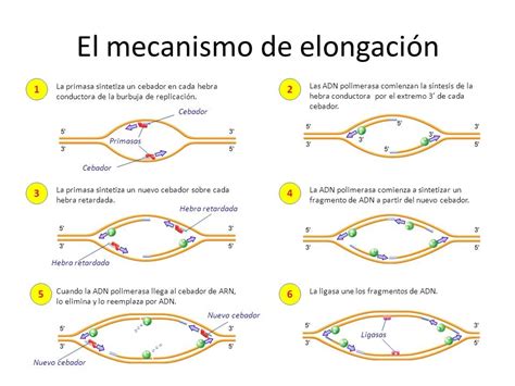 Biología Para Principiantes Replicacion Transcripción Y Traducción Del Adn
