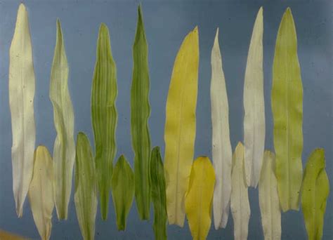 White Luteus [maize Mutant Phenotypes]