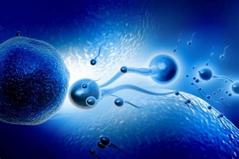 Sperma Bisa Bertahan Lima Hari Di Jalur Reproduksi Wanita