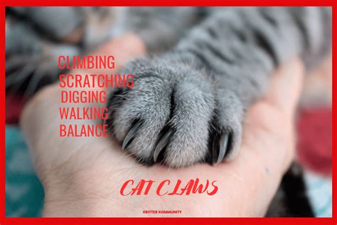 The Anatomy Of A Cat Claw 2024 • Kritter Kommunity