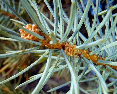 Wild Things In March Sprucefirpine Tips