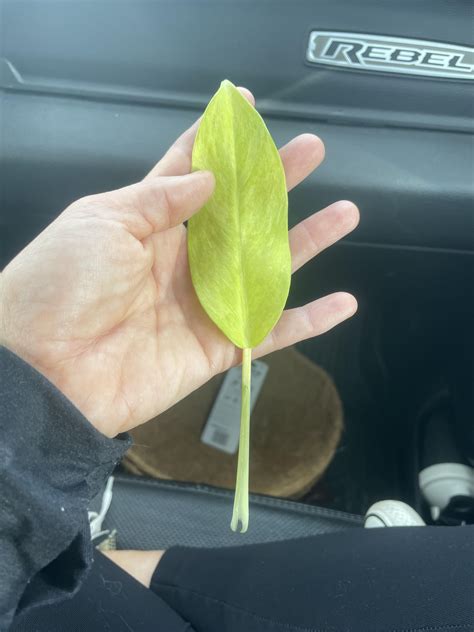 Id Help And Can I Water Propagate From This Leaf Cutting Propagation