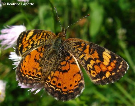 Northern Crescent Phyciodes Cocyta Cramer 1777 Butterflies And