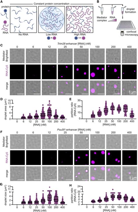 Rna Mediated Feedback Control Of Transcriptional Condensates Cell