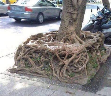 Square Root Math Meme Funny Picture Jokes